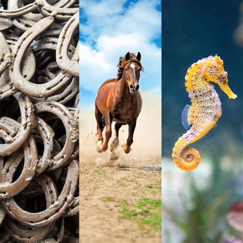 I Cavallucci Marche Travelling