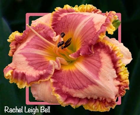 Rachel Leigh Bell Darmstadt Daylilies And More