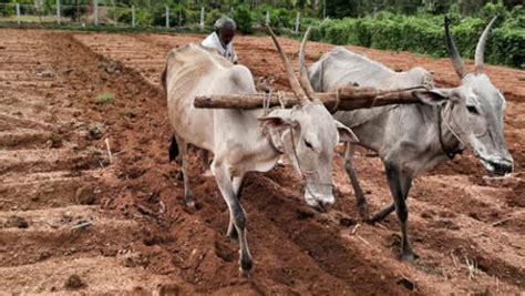 ರೈತರ ಹೊಲಕ್ಕೆ ಪ್ಯಾಕ್ ಮಾಡಿದ ಗೊಬ್ಬರ ತಲುಪಿಸಲಿದೆ ಟಿಟಿಡಿ Ttd To Supply Fertiliser To Farmers