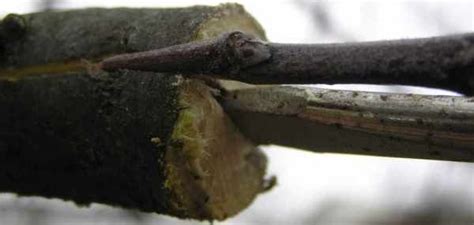 How To Grow Multiple Different Fruits On One Tree Grafting Fruit Trees Fruit Trees