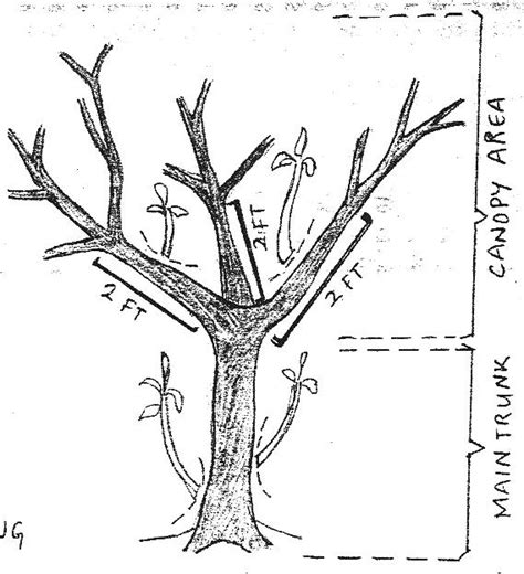 Cpb CocoaPinasBlogs Cocoa Pruning Suitable Proposed Method Tree Structure