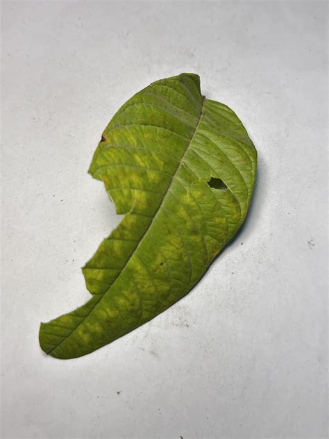 Insect Eaten Object Detection Dataset And Pre Trained Model By Sayel Ahmed