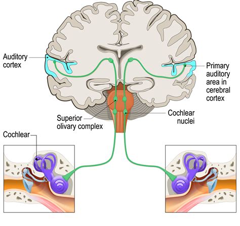 Diagram Of The Auditory System A Schematic Diagram Of The Diagram Of The Auditory System A Schematic Diagram Of The