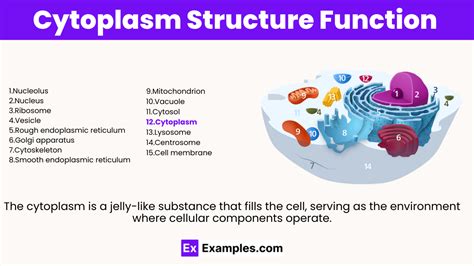 Cytoplasm Structure Function History Of Cytoplasm Structure Function Difference Between