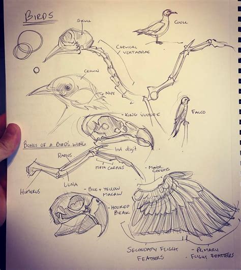 How To Draw Birds Anatomy