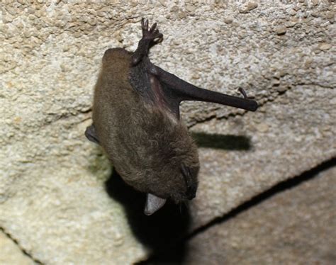 Myotis Grisescens Gray Bat Wildlife Of The American South Wiki Fandom