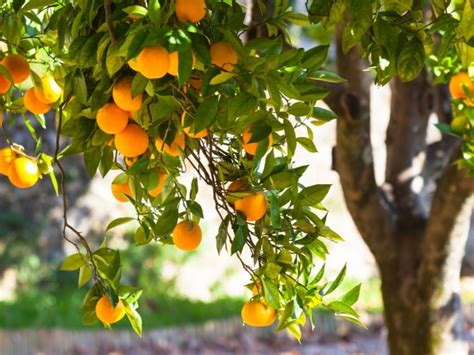 Arbol De Naranja