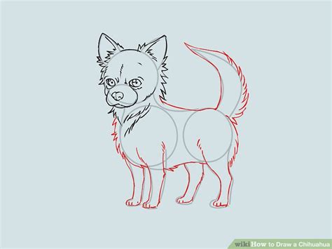 How To Draw A Chihuahua With Pictures Wikihow