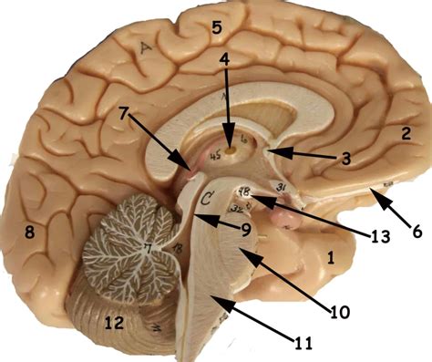 Brain Model Two Midsagittal Section Diagram Quizlet