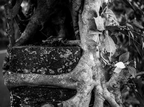 Day 4 Of 365 Vice Grip Gasper Dsouza