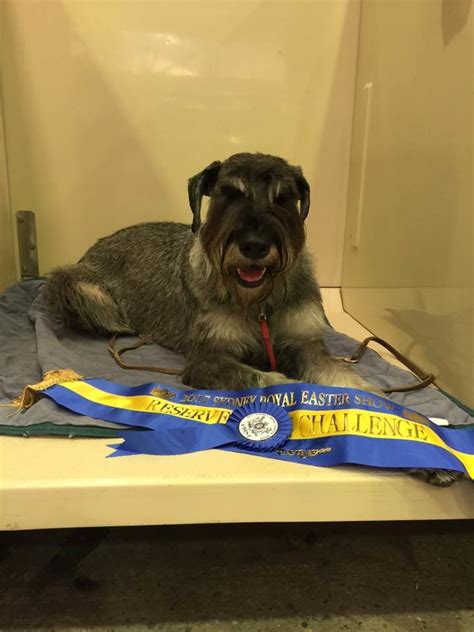 Aust Gr Ch Silver Senator Kaoma Night Imp Hungary Prima