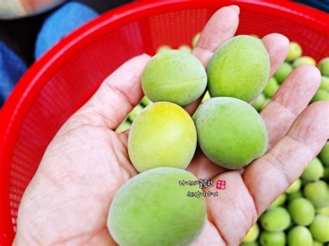 매실수확시기 매실효능 매실차 매실주 매실액 매실청 네이버 블로그