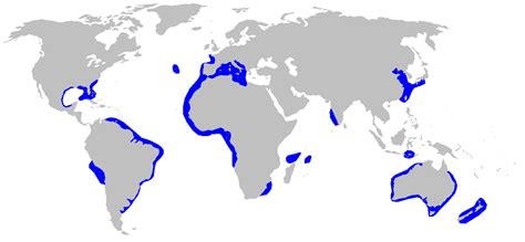 Heptranchias Perlo Définition Et Explications