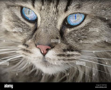 Cat 1508613 340 Refers To An Identifier For A Specific Catalogued Object Potentially A