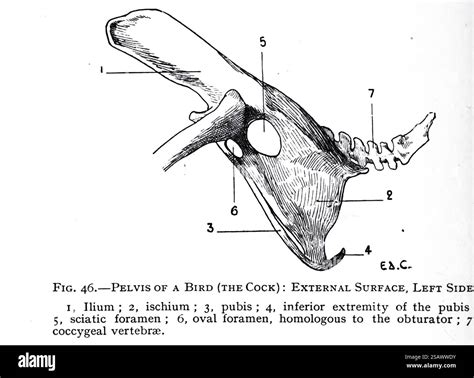 Pelvis Of A Bird The Cock External Surface Left Side From Artistic