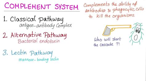 Alternative Complement Pathway Youtube