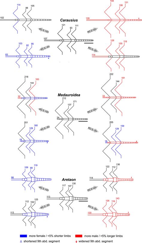 Principal Components Coding For Sexual Dimorphism Including Changes In Download Scientific
