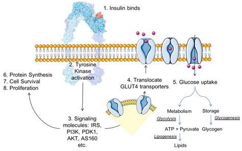 Pdb 101 Diabetes Mellitus Diabetes Mellitus Undefined Insulin Receptor