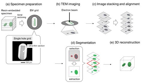 Serial Section Tem Glossary Jeol Ltd