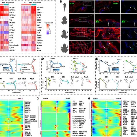 The Differentiation Trajectories Of Epithelial Cells During Lung Download Scientific Diagram