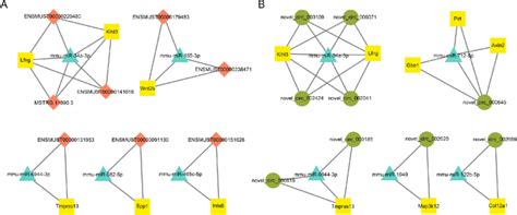 The Construction Of Lncrna And Circrna Mediated Regulation Networks A