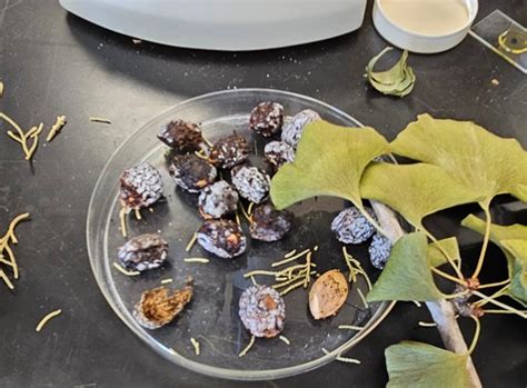 Botany Lab Exam 1 Gymnosperms Flashcards Quizlet