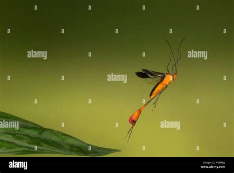 Flag Footed Bug Anisocelis Flavolineata In Flight Costa Rica High