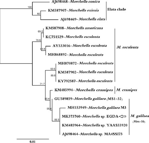 Phylogenetic Tree Analysis Based On Geneious Alignment Of Partial Lsu
