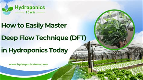 Master Deep Flow Technique Dft In Hydroponics Guide