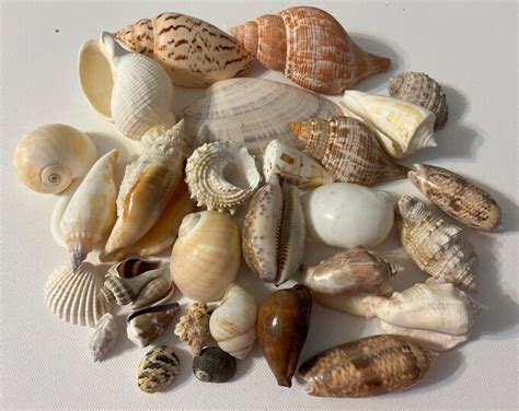 Florida Seashells Set Rare Ocean Shells For Coastal Decor And Crafts
