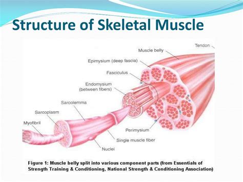 Ppt Muscle Tissue Powerpoint Presentation Free Download Id2181798