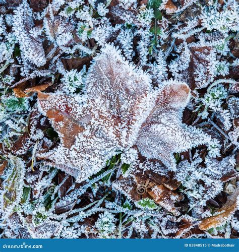 Leaves With Hoarfrost In Winter Stock Image Image Of Frost Plant