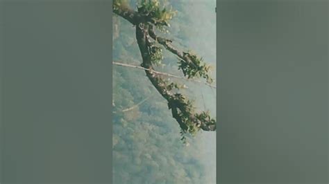 Superb View Greengrass Youtube