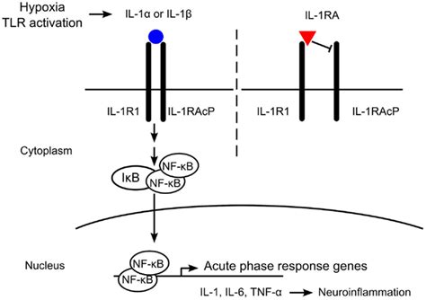 Interleukin 18 Receptor Beta Subunit