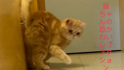 猫ちゃんの超かわいいリアクション🥰いつも動画楽しく観てます 🐈🐈‍⬛可愛い猫ちゃん に毎日癒されてます 🙏🏻可愛い猫ちゃん大好きです 👍いいね