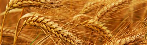 Top Wheatgrass Benefits For Health Skin And Detox Aligns Health