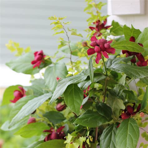 Buy Calycanthus Aphrodite Sweetshrub For Sale Perfect Plants