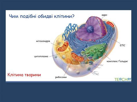 Спільні ознаки рослинної і тваринної клітини Online Presentation