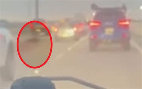 National Parks Issue Statement After Sea Lion Was Killed On Motorway