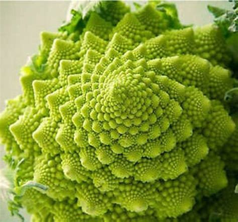 250 Romanesco Italia Fractal Broccoli Seeds Etsy