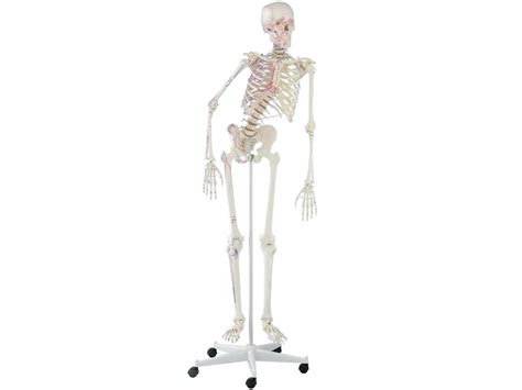 Model De Schelet Uman „peter” Cu Coloana Vertebrală Flexibilă Si Muschi