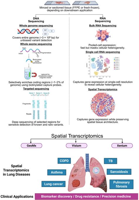 Spatial Transcriptomics In Lung Cancer And Pulmonary Diseases A