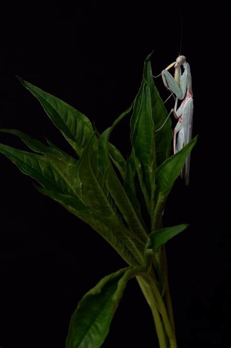 Hierodula Transcaucasica R Mantids