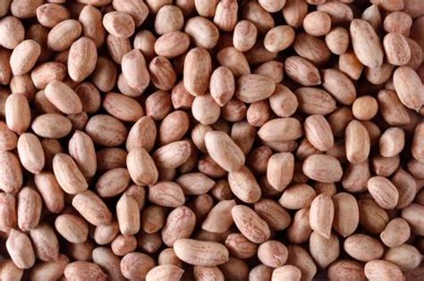 60 70 Medium Brown Indian Bold Java TJ Roasted Peanut At Best Price In