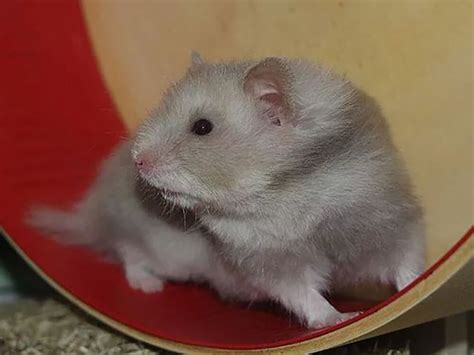 The Fascinating Variety Of Syrian Hamster Colors