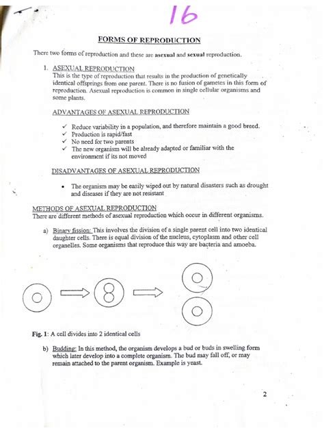 Maths Paper 3 Revision Booklet Pdf