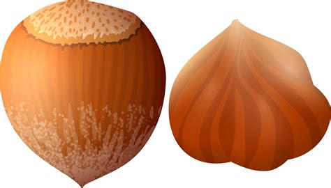Free Hazelnut Clip Art Download Free Hazelnut Clip Art Png Images