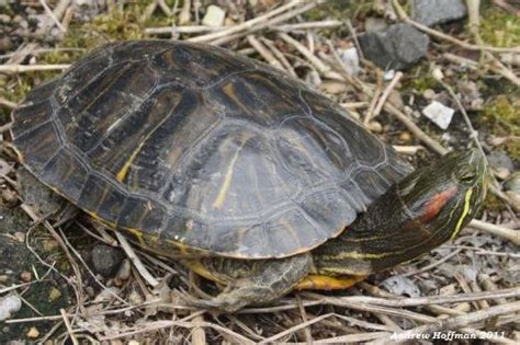 Pond Slider Trachemys Scripta Indiana Herp Atlas