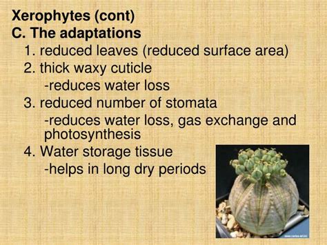 Xerophytes Adaptations