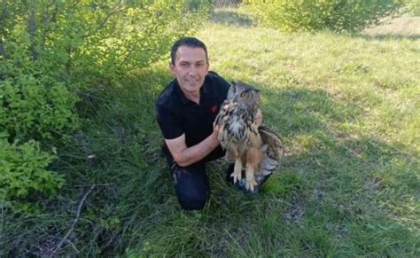 U Vukšiću Pronađena Teško Ozlijeđena Sova Ušara Željko Gladović Brine O Njoj Dok Je Ne Preuzmu